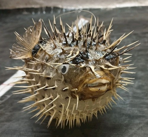 Genuine Dried Puffer Blowfish 6-7" Very sharp Spines with Hanger to Display It | eBay