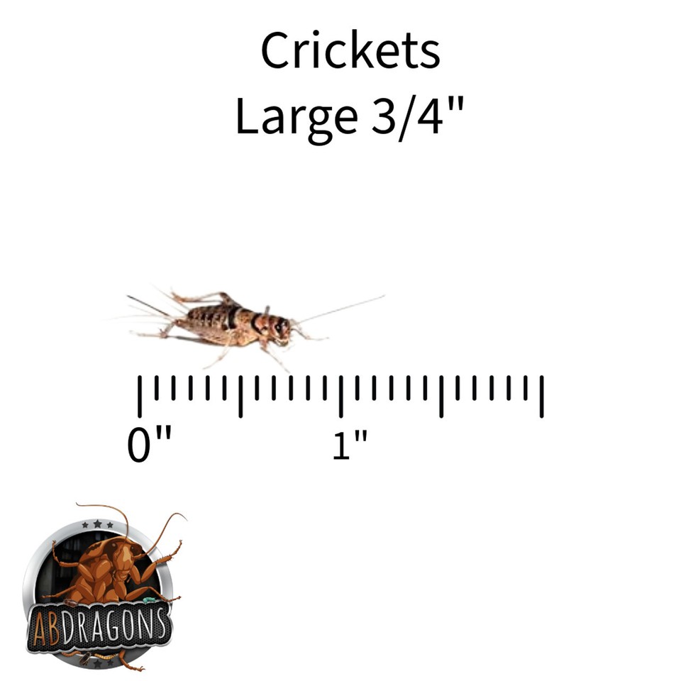 Live Crickets Size: Sm, Md, Lg Qty:100 -1000 Free USPS & FedEx | eBay