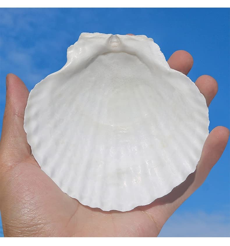 6PCS Large Scallop Shells for Crafts | 4''-5'' White Large Sea Shells ...