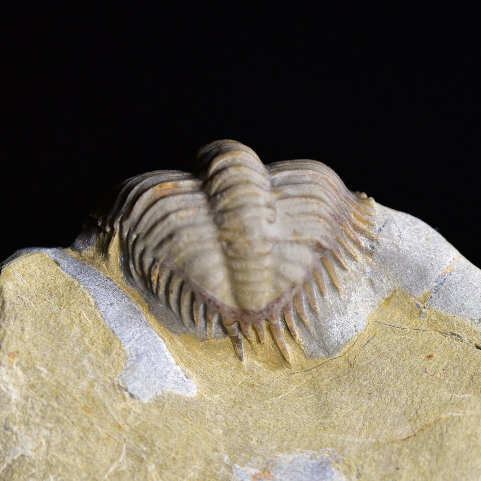 SCREAMINGLY RARE Blackwelderia Trilobite, Upper Cambrian, Kushan Formation | eBay