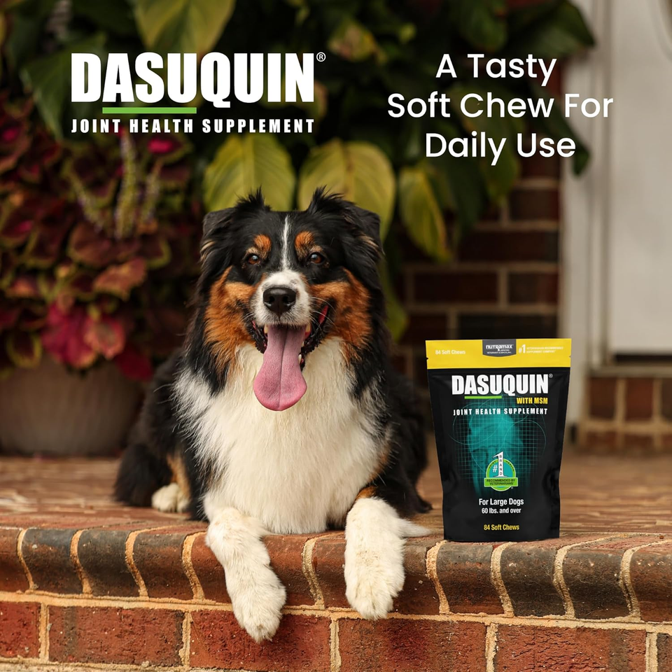 Nutramax Laboratories Dasuquin with MSM Soft Chews Large Dog 84 Count ...