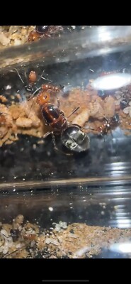 Myrmecocystus semirfufus colony 5-10w Included OW-Honeypot Ants ...