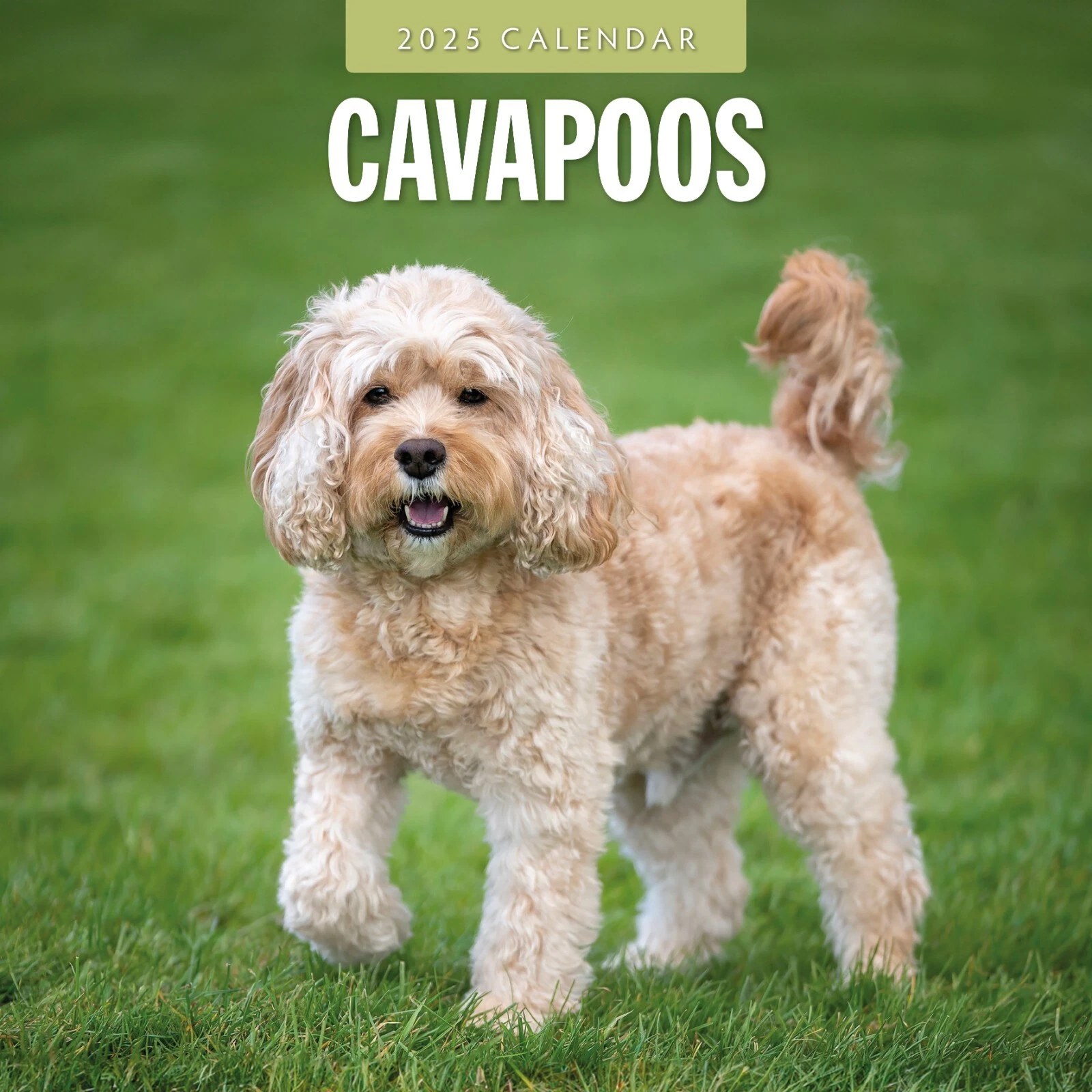 Cavapoos 2025 Square Wall Calendar | ID 19875398 by DavMckay | Printblur