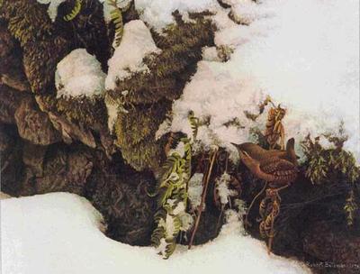 Robert Bateman - Winter Wren - Limited Edition Print - Size 11-1/4" x ...