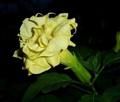 Double Datura Golden Queen Seeds ~ Devil’s Trumpet ~ Datura Metel ...