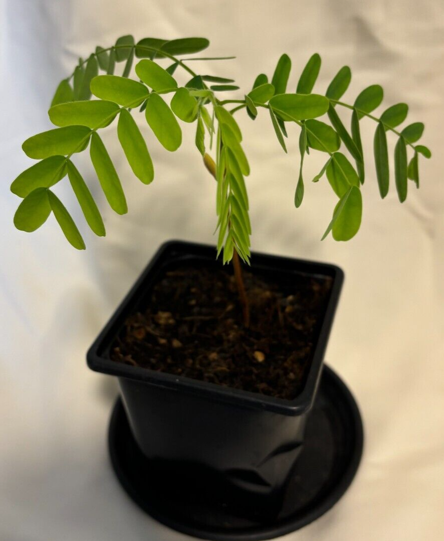 Tamarind Trees Tamarind Tree 10 Seeds/Seed Bonsai Tamarindus Indica