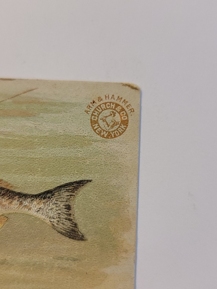 Vintage Antique Arm & Hammer Weak- Fish Or Squeteague Card #25 1900 ...