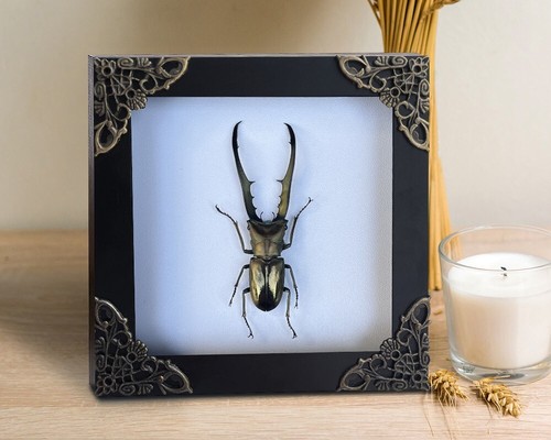 Gift for Papa Real Framed Stag Beetle Taxidermy Insects Bugs Wall ...