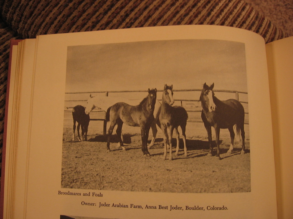 Arabian Broodmares & Foals of Joder Arabian Farm Boulder, CO 1950's ...