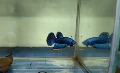 Blue Alien Betta Male and Female A pair - IMPORT LIVE BETTA FISH FROM ...