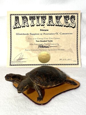 Taxidermy Sideshow Gaff Two Headed Turtle Freak Mutant By Mark Frierson ...