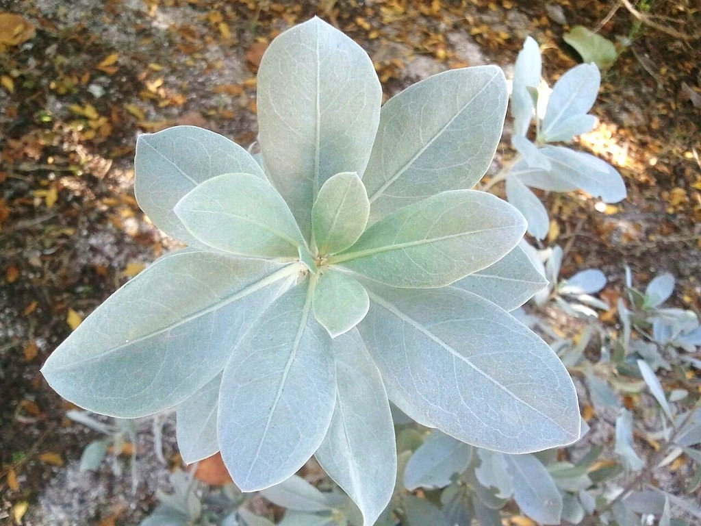 Conocarpus Erectus Tree Full