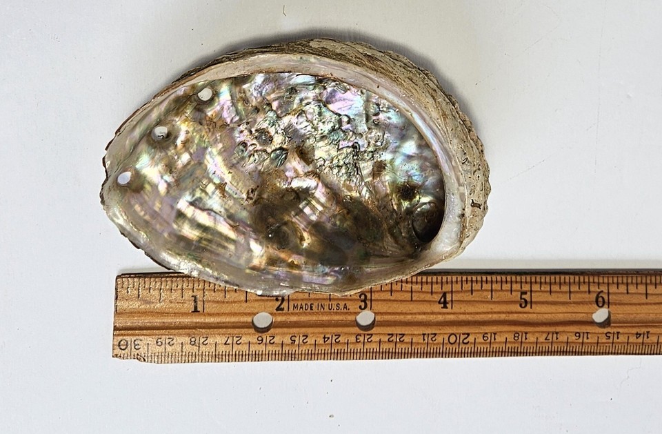 Vintage Natural Abalone Sea Shell Lot Unpolished Shells Smudge Mother ...