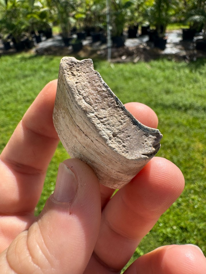 UNCOMMON FLORIDA EREMOTHERIUM MOLAR TOOTH ICE AGE GIANT GROUND SLOTH ...