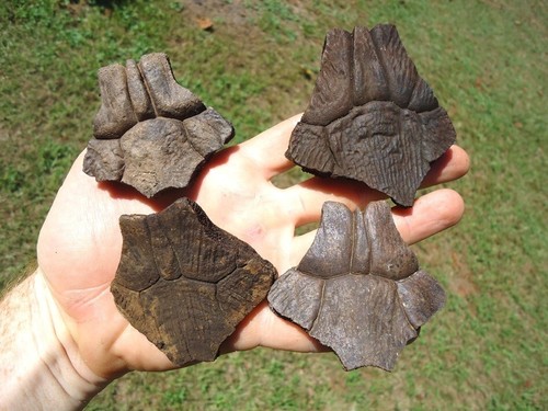 4 TOP QUALITY TURTLE NUCHAL SCUTES FLORIDA FOSSILS ICE AGE TORTOISE ...
