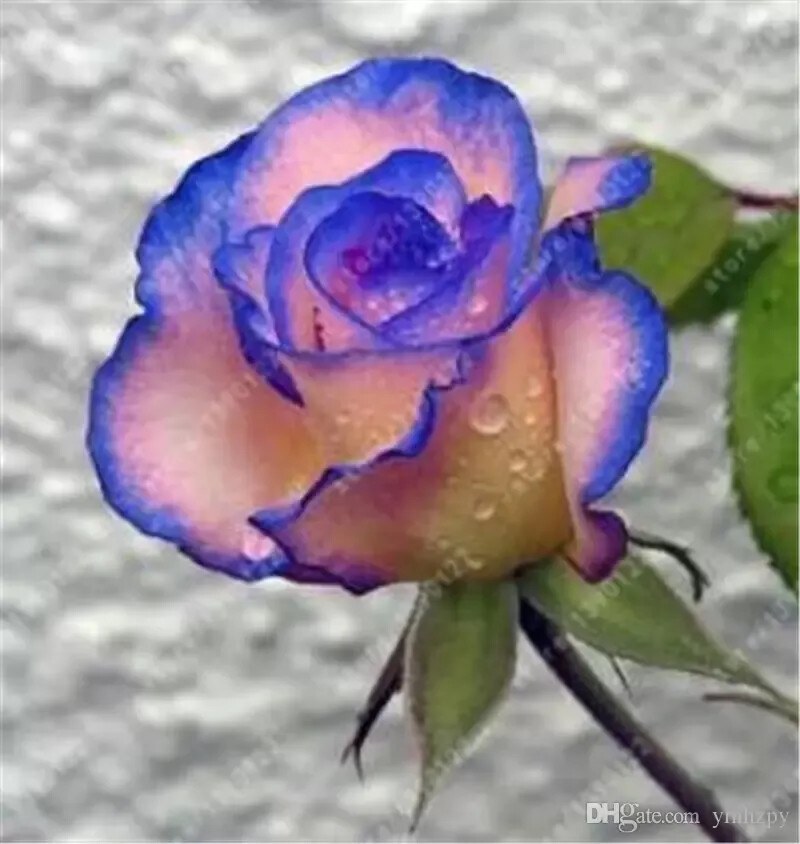 20 EXOTIC RARE ROSE SEEDS home garden flower plant bush diy sun Rosas ...