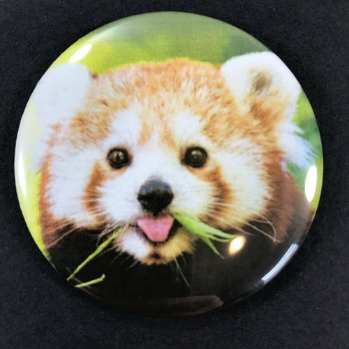 Red Panda 2.25" Refrigerator Magnet Cute Animal | eBay