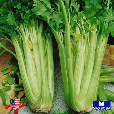 Celery Seeds - Utah 52-70 Non-GMO Heirloom Garden | eBay