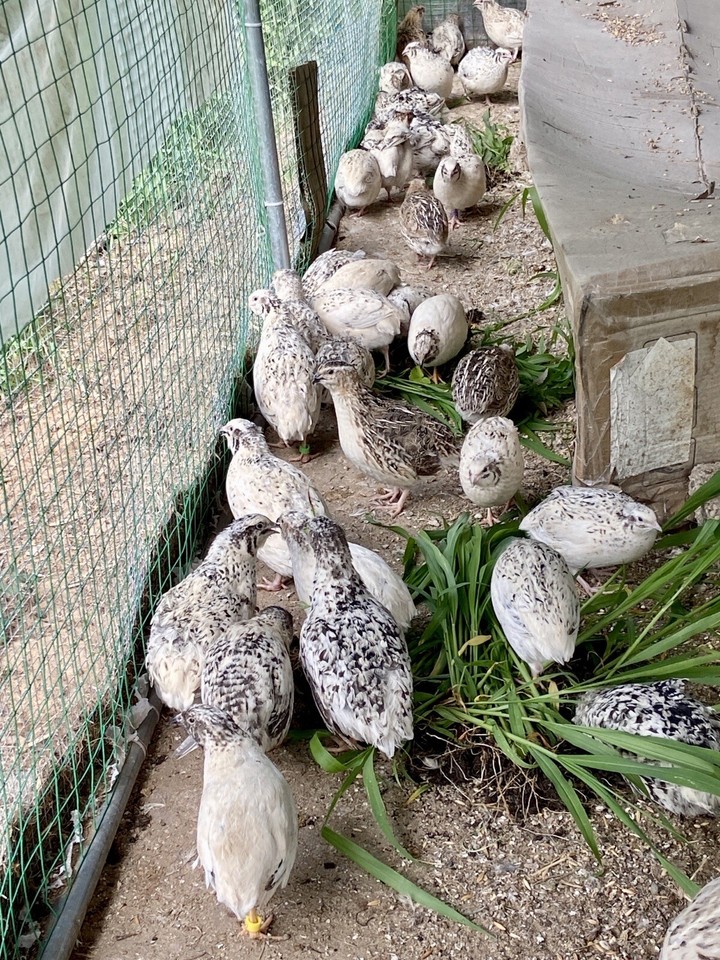 CAGE FREE - 12 Coturnix Quail Fertile Hatching Eggs - Rare Beautiful ...