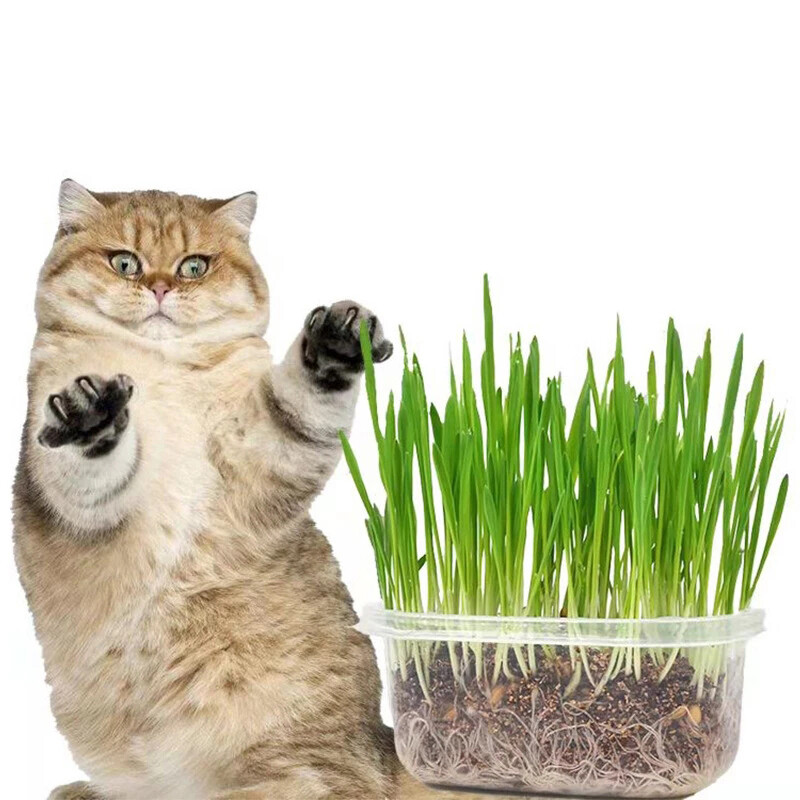 Soilless Organic Catgrass Cat Grass Snack Growing Kit Cat Grass ...