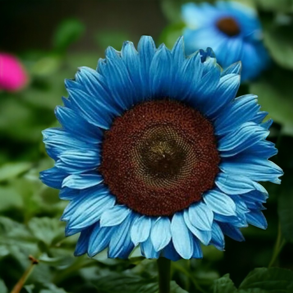 Midnight Oil Blue Sunflower Seeds - 50PCs/Pack - Rare Bonsai Black ...