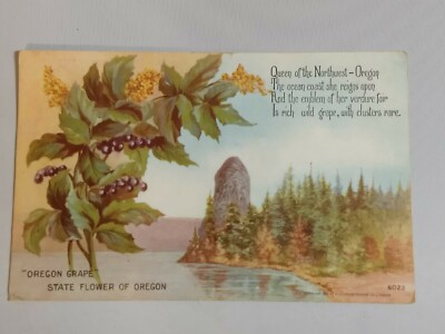 Postcard OR Oregon Grape State Flower of Oregon c1908 Poem | eBay