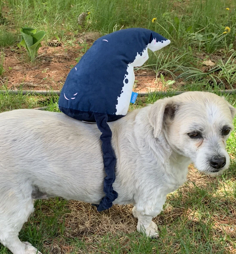 Shark Fin Costume For Dogs