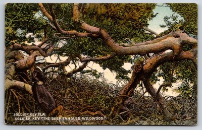 The Deep Tangled Wildwood Soldier Key Florida FL c1910 Postcard | eBay