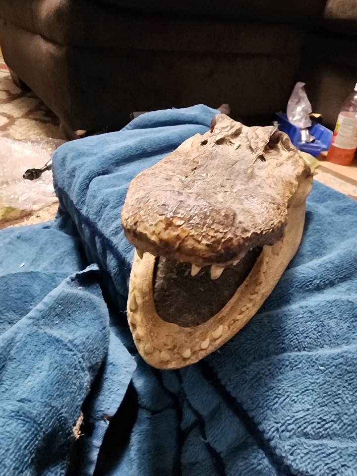 Gator Head 10 Inch Real Alligator Head Taxidermy | eBay