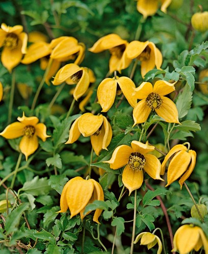 35+ Golden Clematis Seeds - Clematis tangutica - Radar Love - Helios | eBay