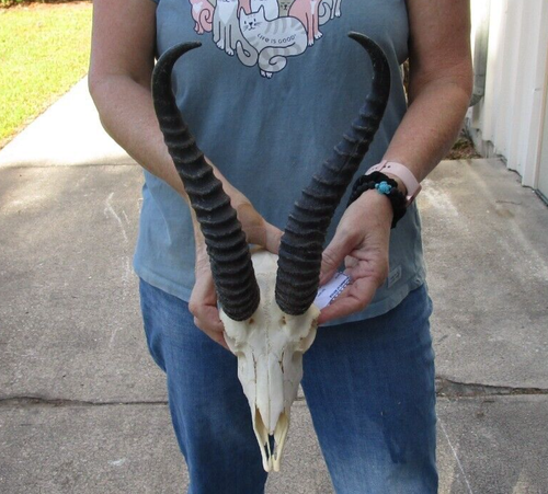 South African Male Springbok Skull with 10-11 inch horns, taxidermy ...