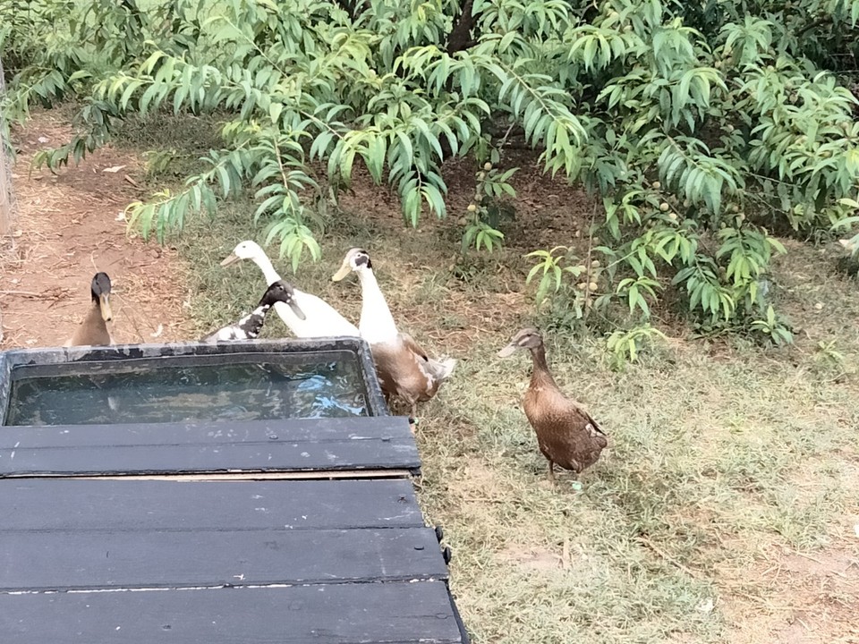 ***NEW*** 3+ FERTILE INDIAN RUNNER DUCK HATCHING EGGS, LAYED DAILY GOOD ...