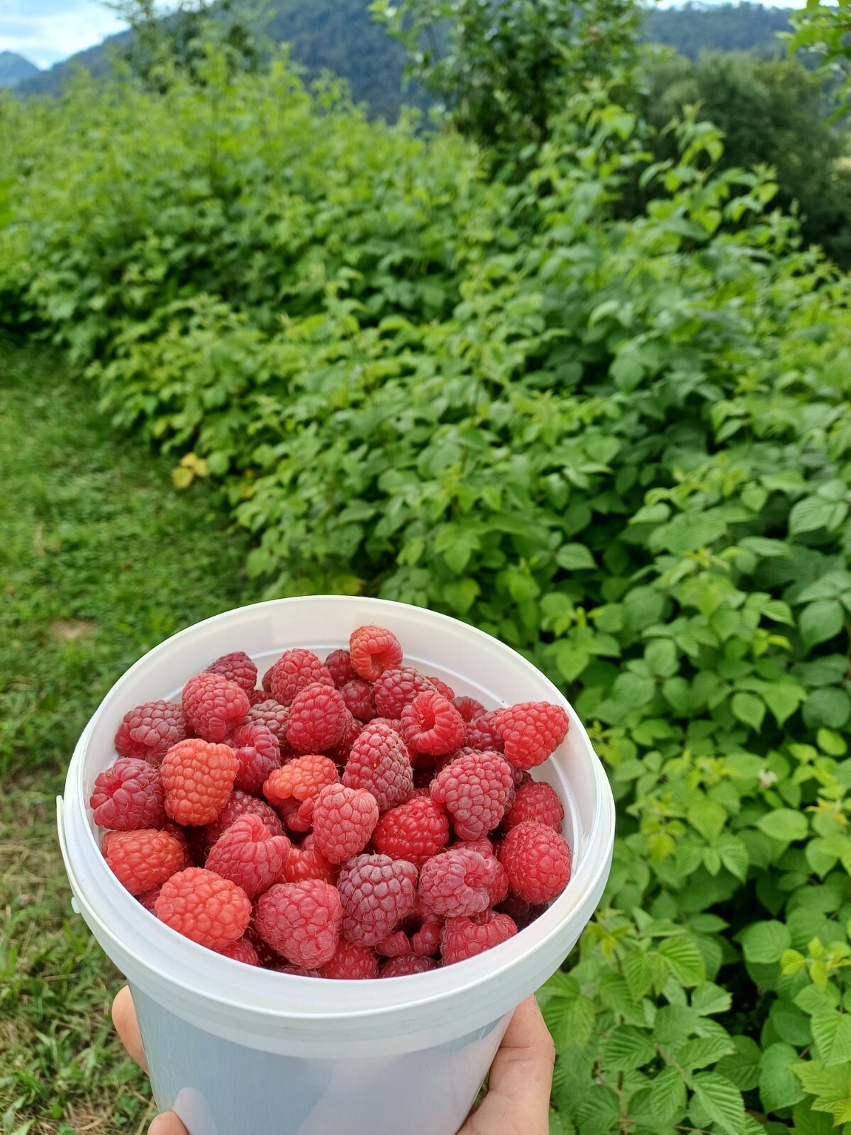 Red raspberry plants | eBay