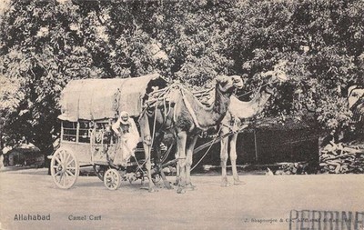 Allahabad Prayagraj India Camel Cart Wagon Vintage Postcard AA110008 | eBay