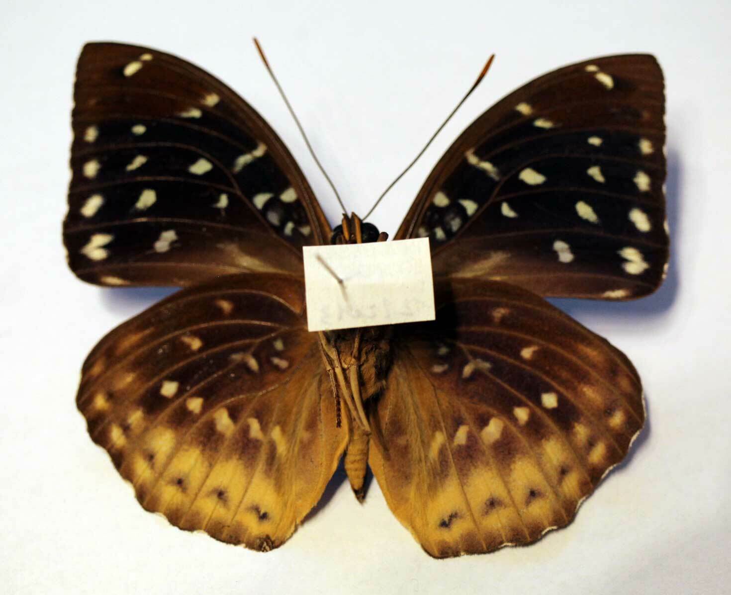 LEXIAS AEGLE MIYATAI - set/spread specimen | eBay