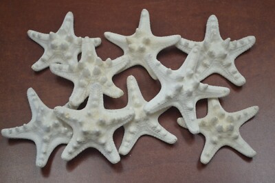 25 PCS WHITE BLEACHED KNOBBY STARFISH STAR SEA SHELL BEACH CRAFT 2" - 3 ...
