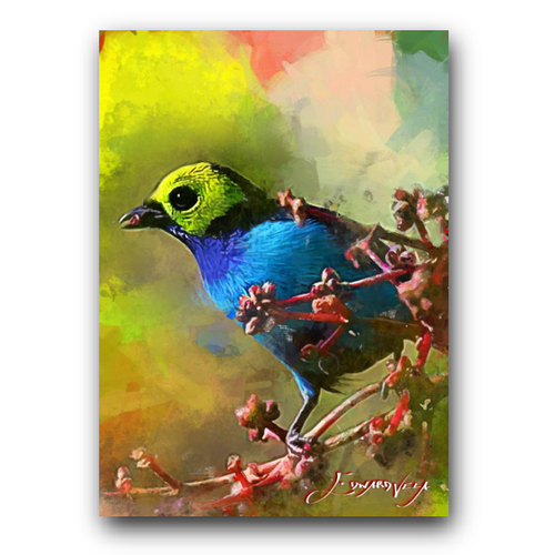 Paradise tanager #3 Art Card Limited 5/50 Edward Vela Signed (Animals ...