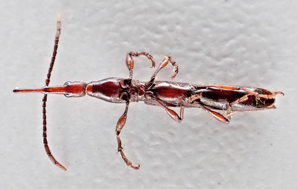 D95827. Insects, Brentidae sp. Vietnam South | eBay UK