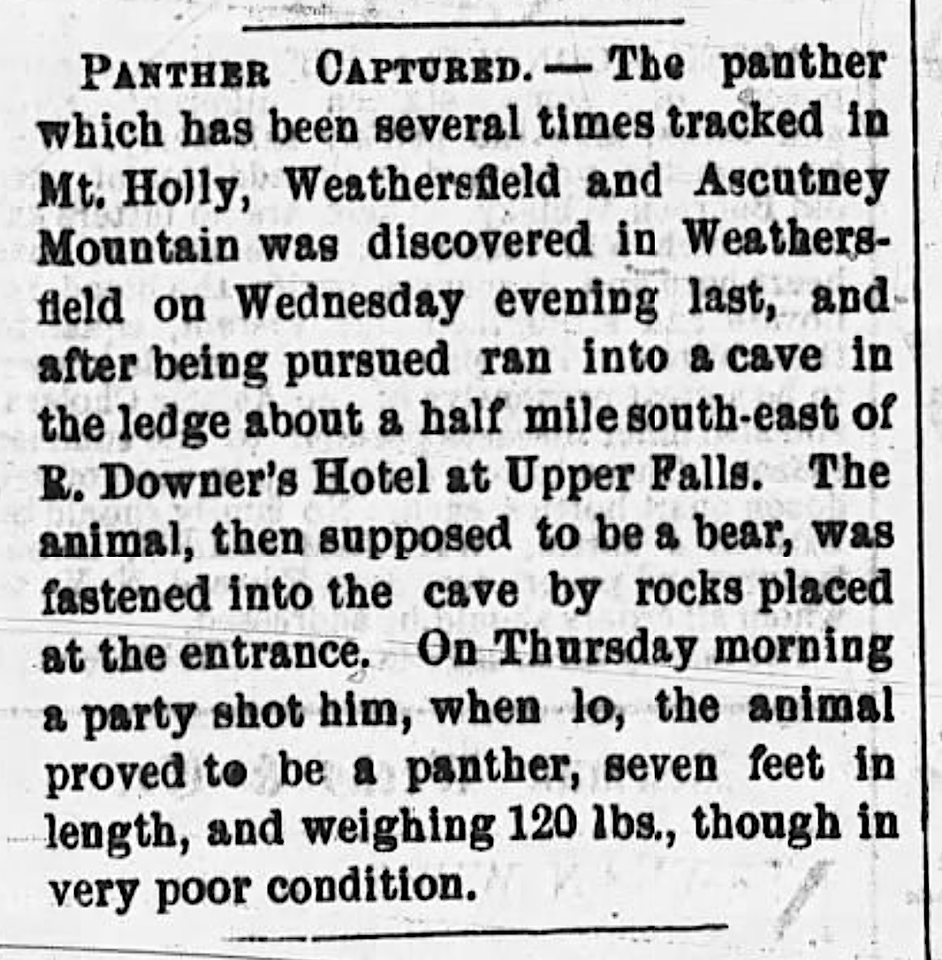 Mountain Lion Puma Cougar & Dog Springfield Vermont 1867 CDV Photo | eBay