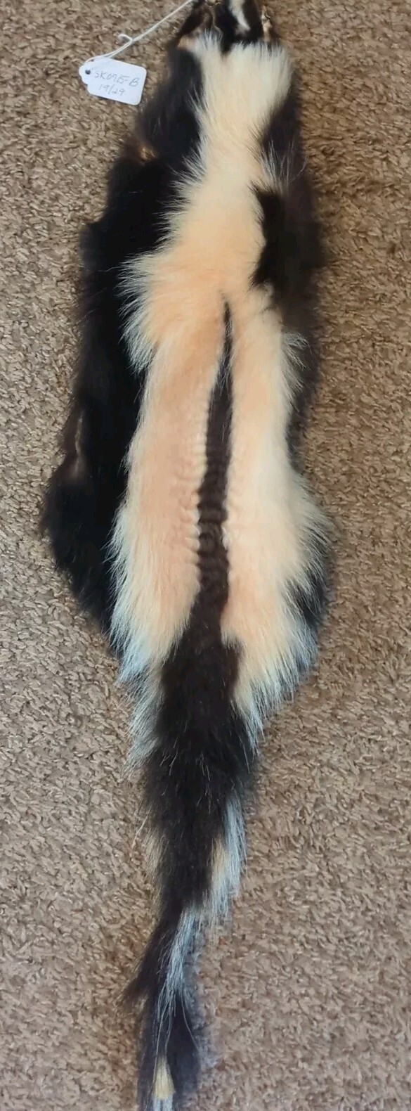 Wild Skunk Fresh Tanned Hide Soft Leather Craft Pelt Fur Nice Lots Of ...