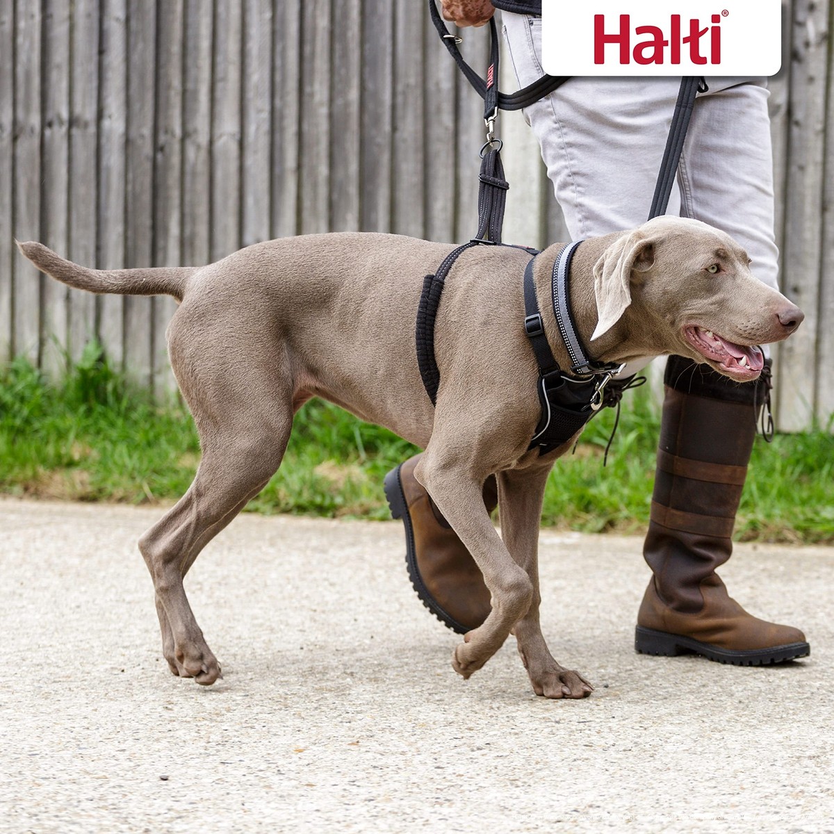 Halti Geschirr Venice