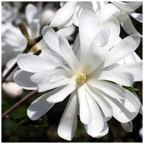 Magnolia 'Stellata' / Star Magnolia in 9cm pot, Lovely White Flowers ...