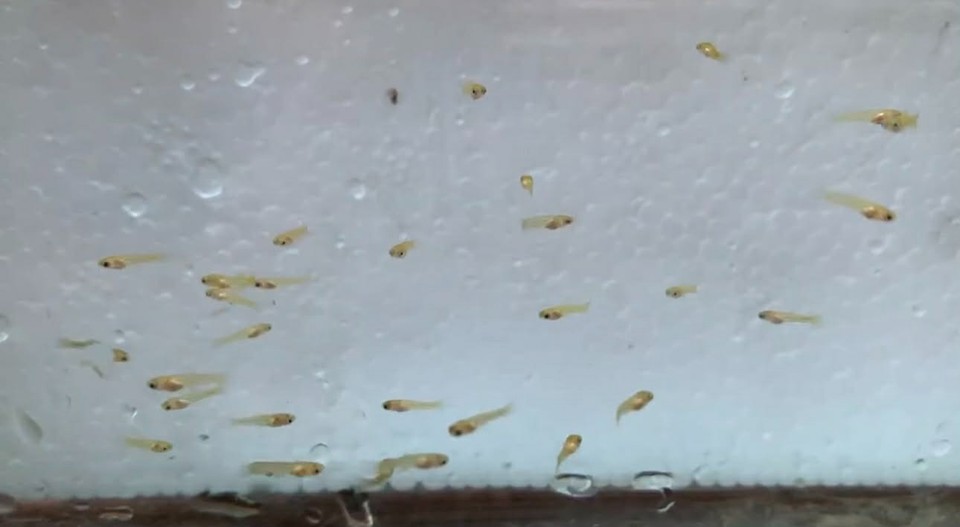 10 + Live 24k Full Gold FRY Guppy *****high quality ***** | eBay