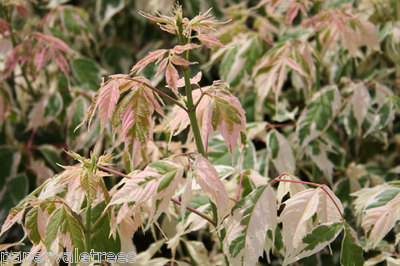 Acer negundo Flamingo/Variegated Box Elder Tree, Peat Free, 5L 90-120cm ...