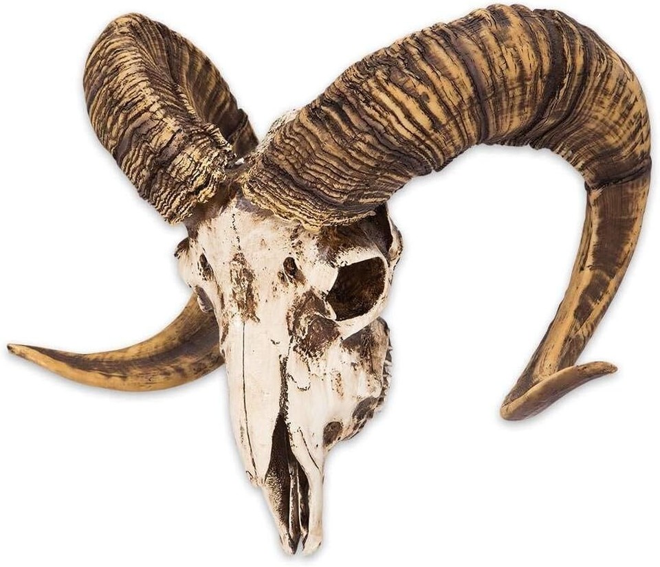 Bighorn Ram Head Sheep Skull Life Sized Rustic Wall Trophy Decor ...