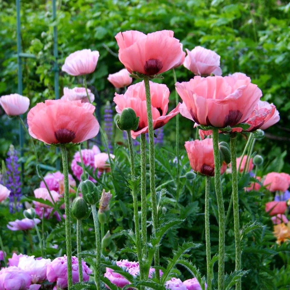 Poppy 'Raspberry Queen' - Papaver in 1L Pot - Established Plant Ready ...