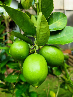 15 KEY LIME Citrus Aurantifolia Fruit Tree Shrub Seeds | eBay