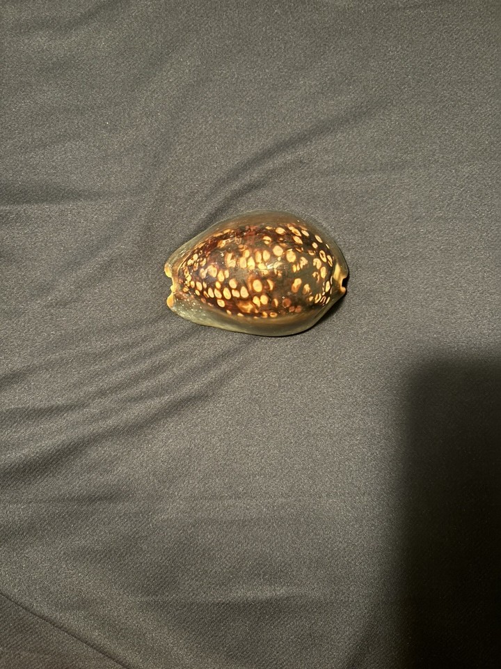 Beautiful Rare Large Cypraea Mauritiana Hawaiian Humpback Cowrie Shell ...