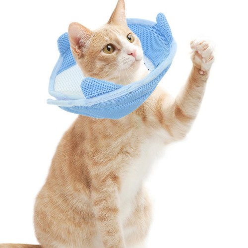 Collerette Chat Collerettes Pour Chats Collier De Récupération Chaton ...