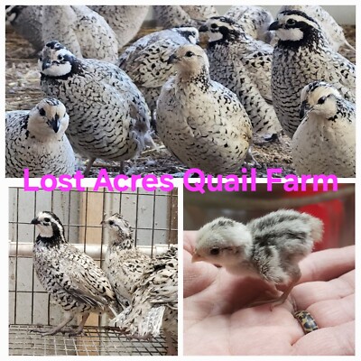 25+ Snowflake Bobwhite Quail Eggs | eBay